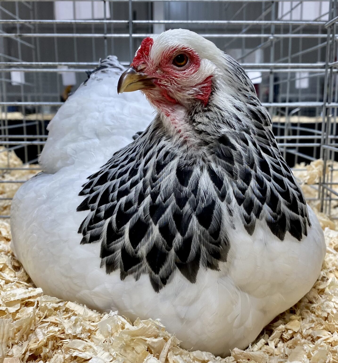Breeding Poultry Where To Start The American Poultry Association Apa