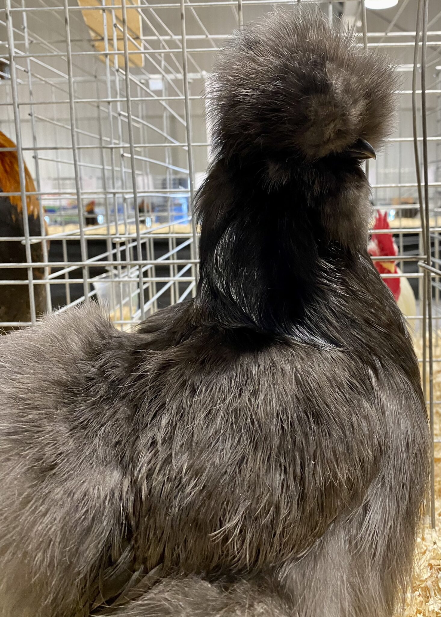 Fitting Chickens For Show The American Poultry Association Apa