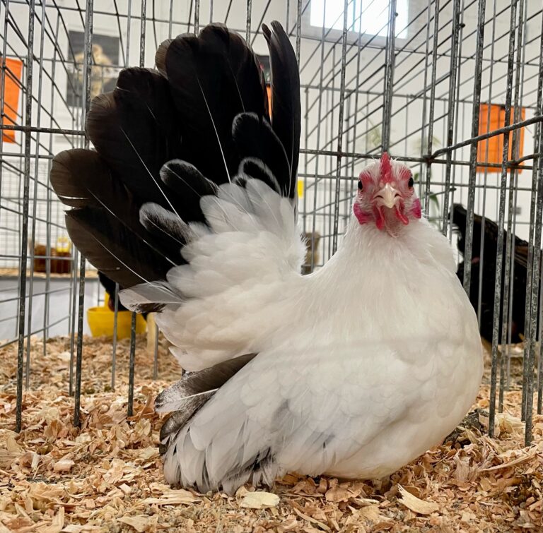 Biosecurity Introduction The American Poultry Association Apa